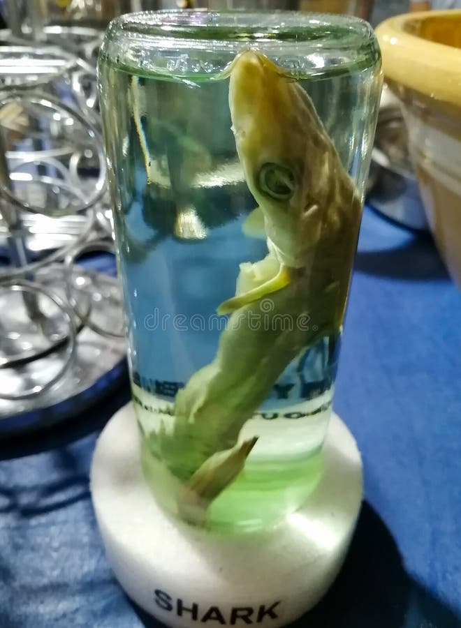 Small Embalmed Shark, Decorative Object Editorial Stock Image - Image ...