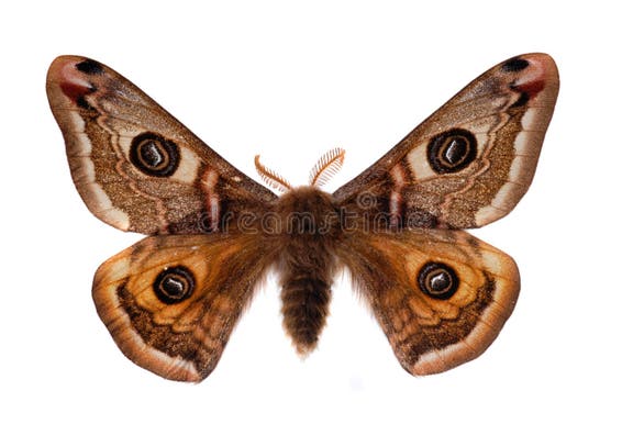 1,517 Emperor Moth Stock Photos - Free & Royalty-Free Stock Photos from ...