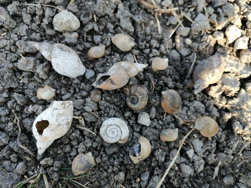 Small empty shells stock photo. Image of boulder, small - 224551570