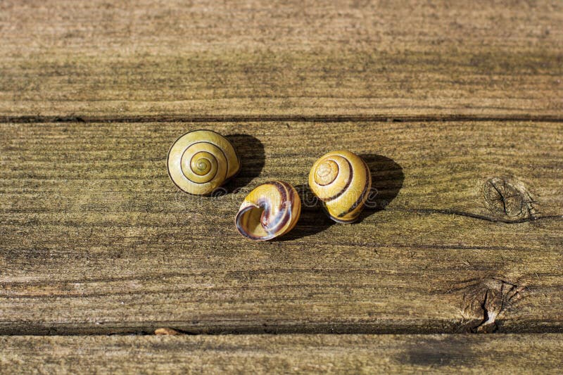 Empty Spiral Mollusc Shells on a Wooden Background Stock Image - Image ...