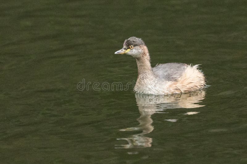 Australian Endemic Grebe stock photo. Image of nature - 157356532