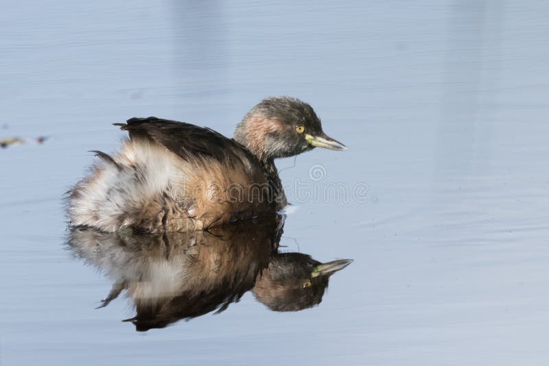 Australian Endemic Grebe stock photo. Image of nature - 157356536