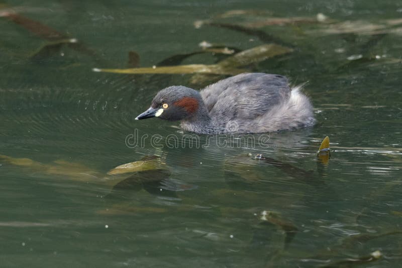 Australian Endemic Grebe stock image. Image of endangered - 157356545