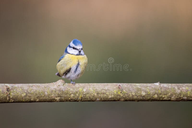 Small Eurasian Blue Tit Bird Perching on the Tree Branch Stock Photo ...