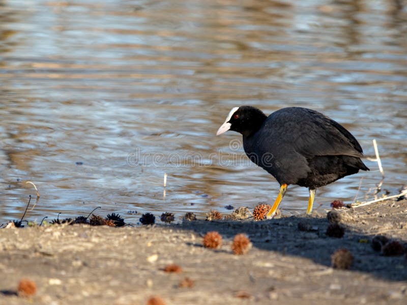 Small Eurasian Coot Black with Red Eyes in River Stock Photo - Image of ...