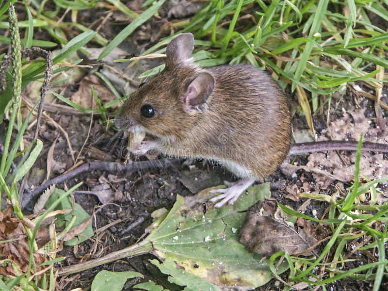 Small European Forest Mouse Stock Image - Image of snapshot, rodent ...