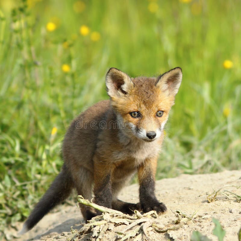 Small european fox stock image. Image of baby, mammal - 73734827