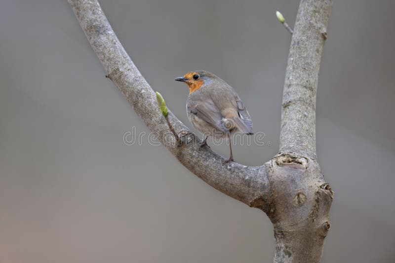 Small European Robin Bird Perched on a Barren Tree Branch Stock Image ...