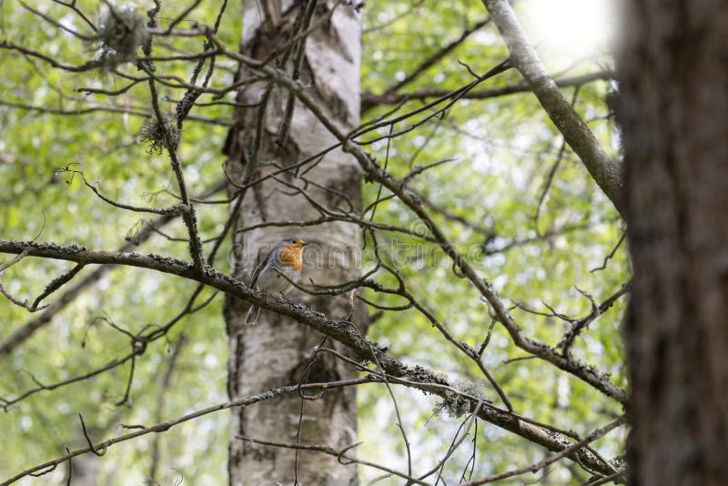 Small European Robin Bird Sitting in a Tree Stock Image - Image of ...