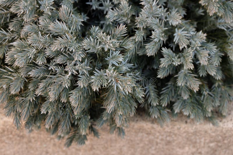 The small evergreen bush stock image. Image of winter - 65880957