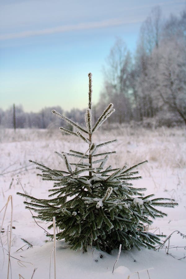 An Evergreen (Christmas Tree) Laying on Side Stock Photo - Image of ...