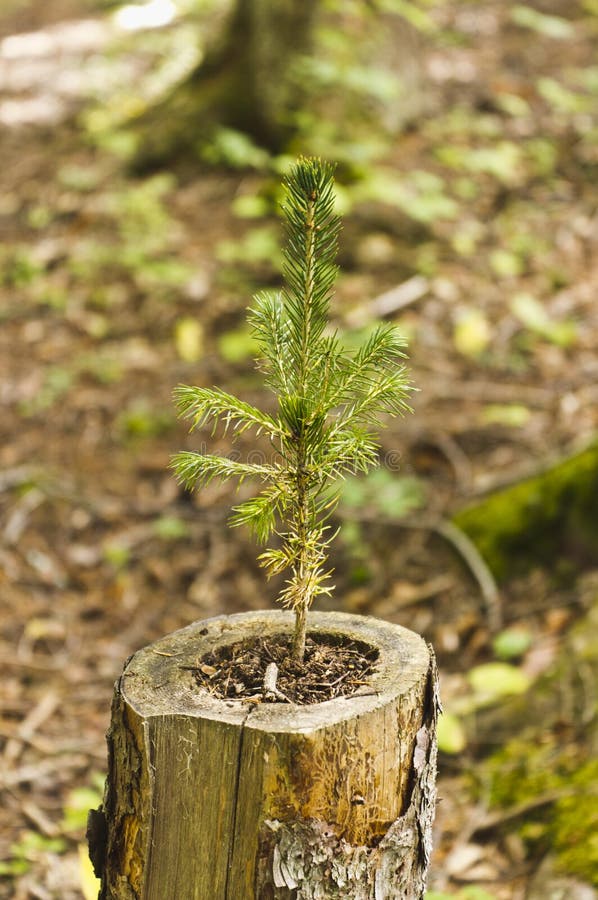 748 Seedling Stump Stock Photos - Free & Royalty-Free Stock Photos from ...