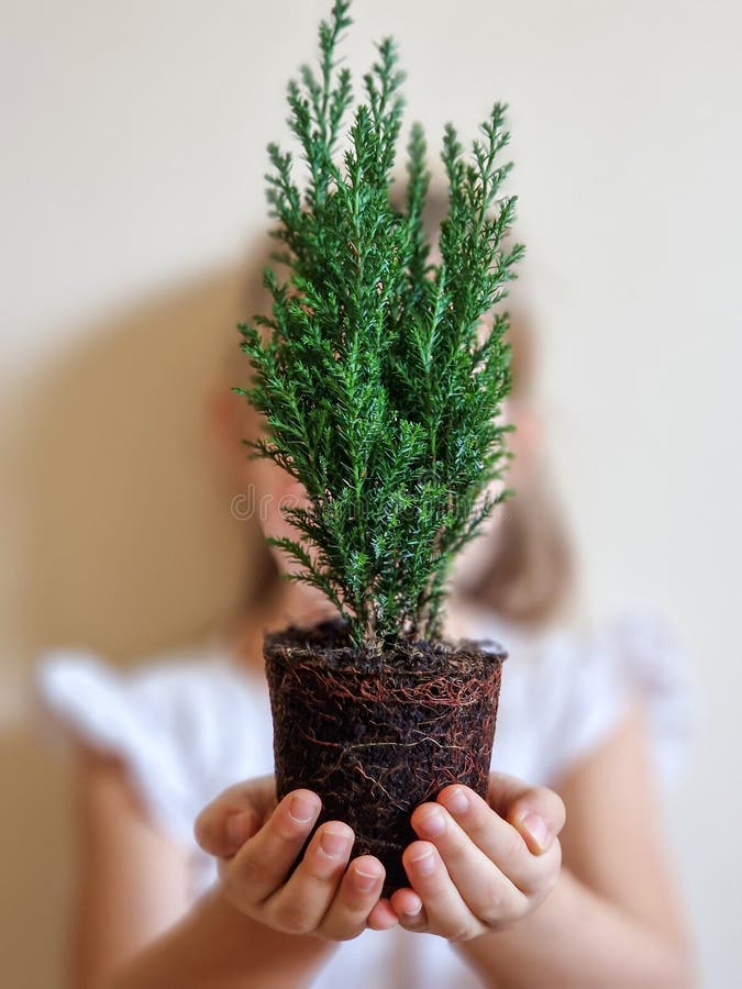 Small Evergreen Tree in Hands Stock Image - Image of gardening, love ...