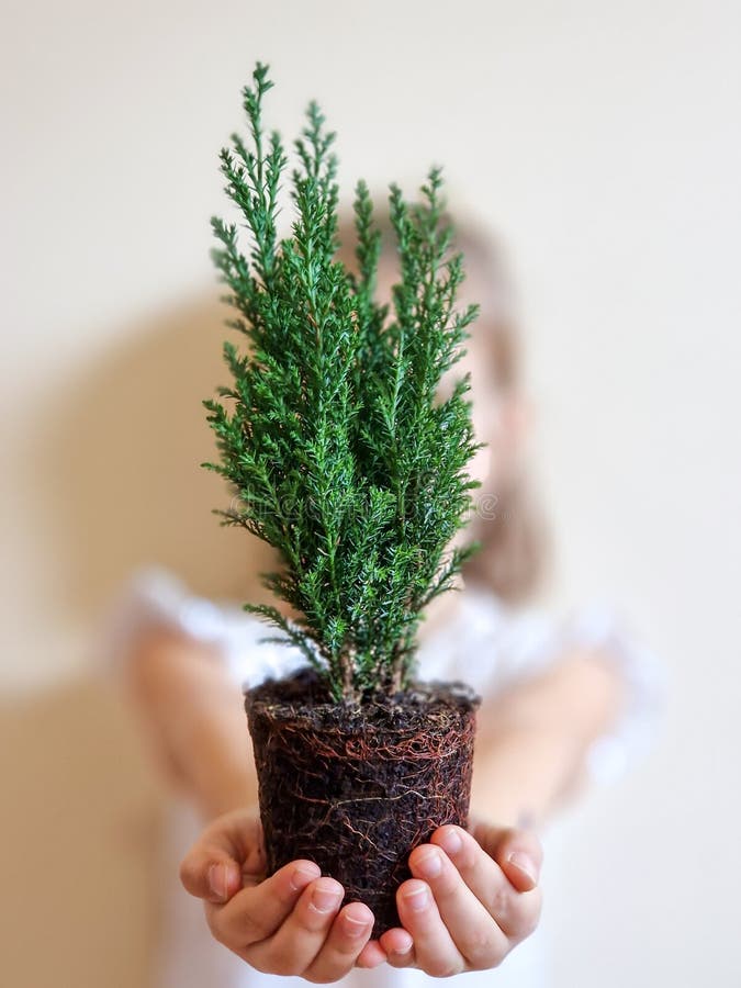 Small Evergreen Tree in Hands Stock Photo - Image of love, organic ...
