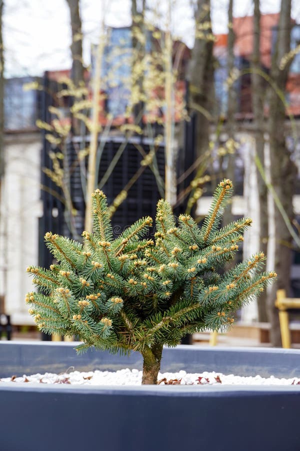 Small Evergreen Tree in a Planter Surrounded by Budding Branches in ...