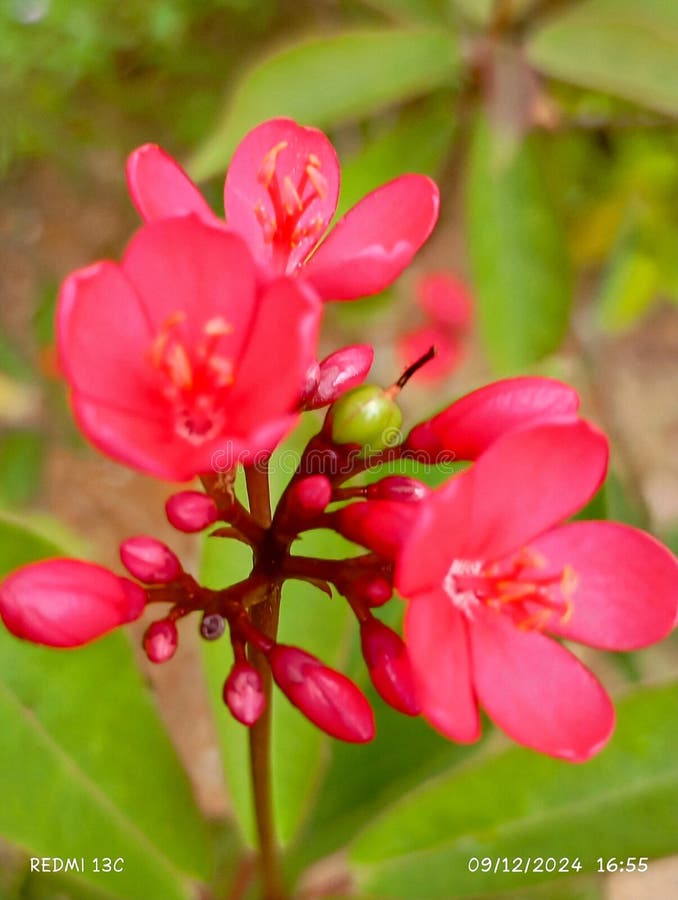 Small but Eye Catching Flowers Stock Image - Image of flowers, small ...