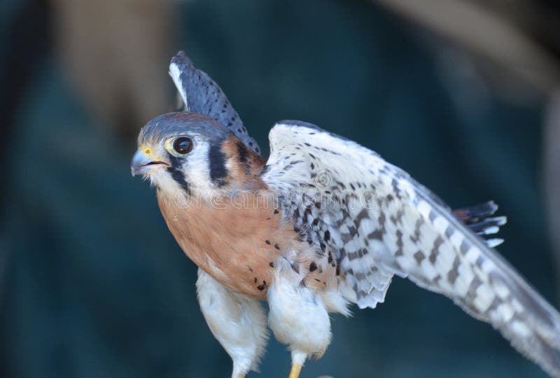 Small Falcon with Beautiful Feathers Flapping Its Wings Stock Image ...