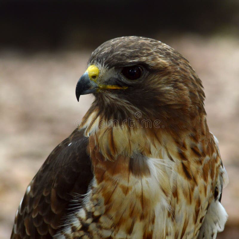Small falcon in profile stock image. Image of dolls, wildlife - 70233281