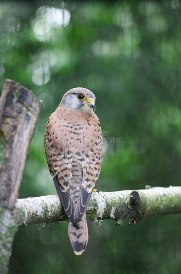 Small falcon in Poland stock image. Image of animal, bird - 6307639