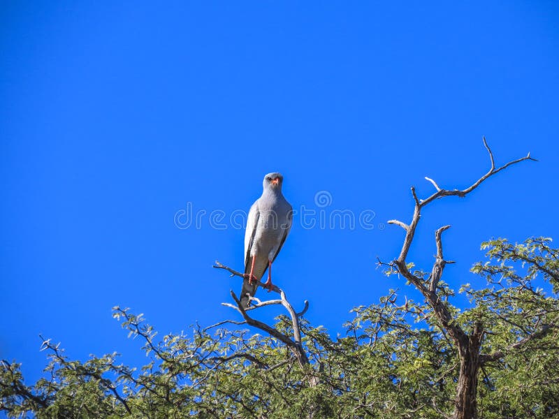 Small falcon stock photo. Image of branch, hunter, avian - 234773290