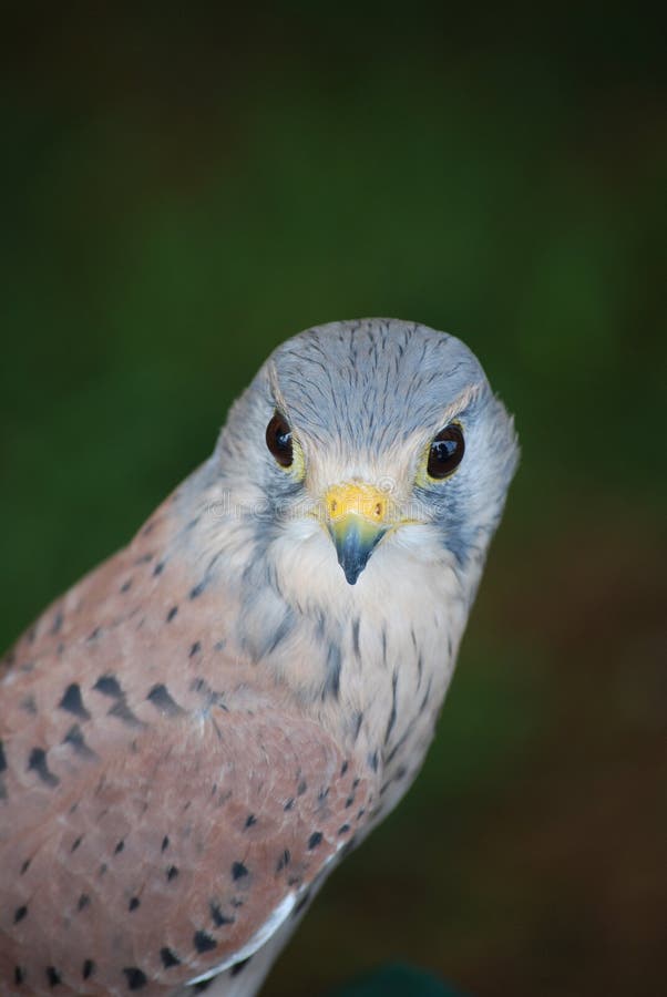 Small Falcon Turning Its Head To the Camera Stock Photo - Image of ...