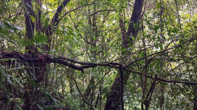 Small Fallen Tree Trunks that Do Not Fall To the Ground Stock Photo ...