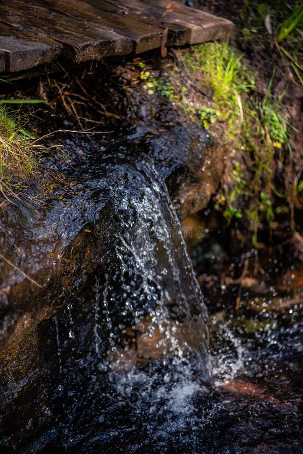Small Falling Stream in the Forest with Plants and Grass in Echo Point ...