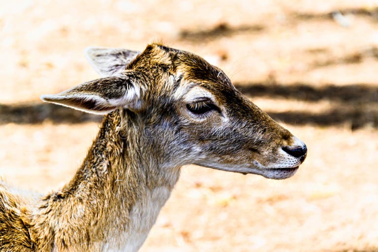 Small Fallow Deer Breeding in a Protected Enclosure. Medium-sized Deer ...