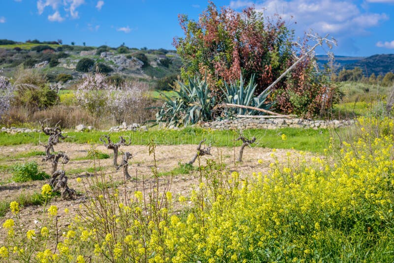 Small Family Vineyard in Cyprus Stock Image - Image of agriculture ...