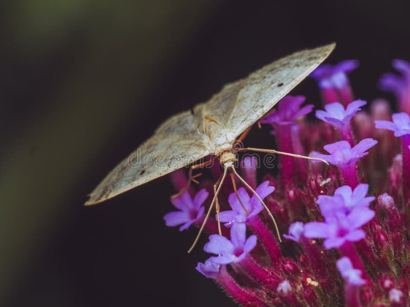 Footed Wave Moth Stock Photos - Free & Royalty-Free Stock Photos from ...
