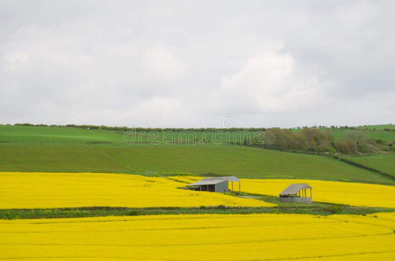 Small Farm Buildings in Yellow Seed Stock Image - Image of farmland ...