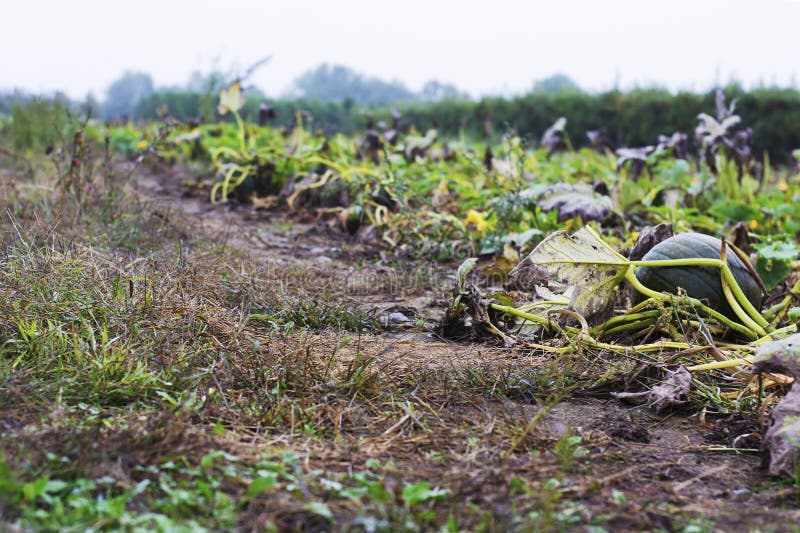 A Small Farm Growing in a Field Stock Image - Image of growth ...