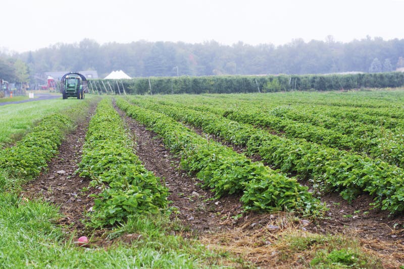 A Small Farm Growing in a Field Stock Photo - Image of meadow, outdoor ...