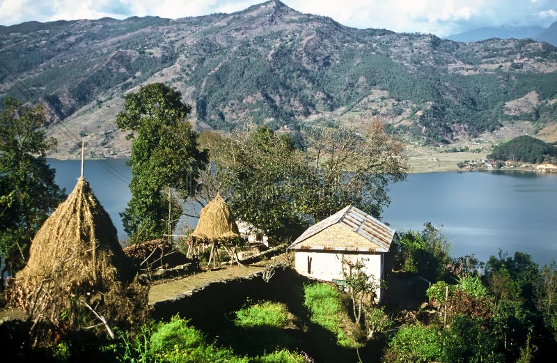 Small farm stock photo. Image of little, animal, cute - 49513960