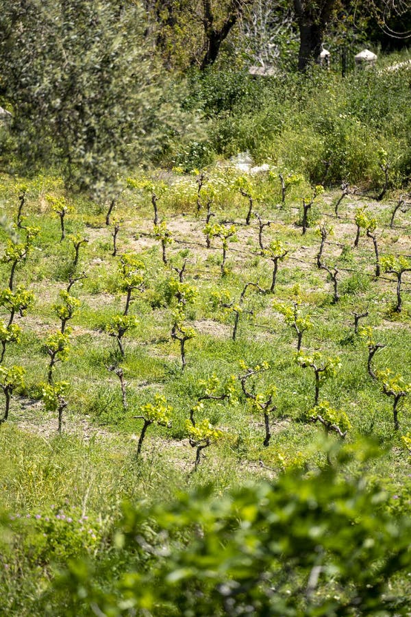 Small Farm Planting Grapes Trees Stock Image - Image of growth, trees ...