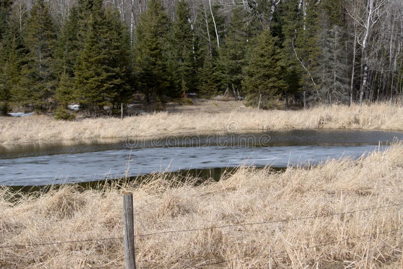 A Small Farm Pond with Ice in Spring Stock Image - Image of forest ...