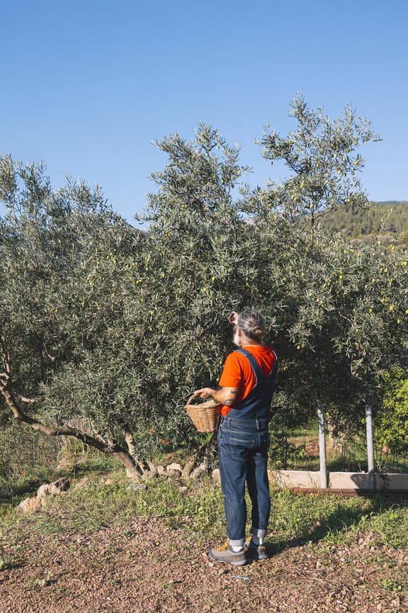 Small Farmer Picking Olive Harvest by Hand Stock Photo - Image of ...