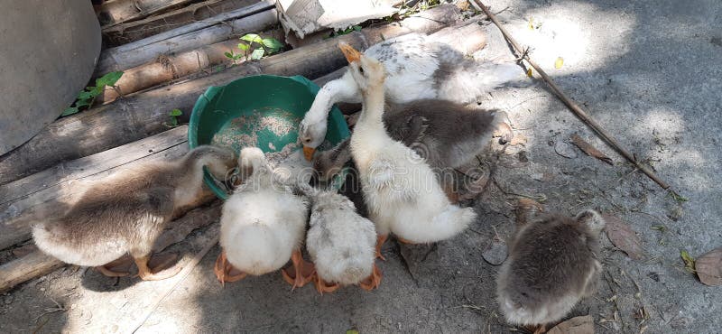 Small Farming of Village People, Stock Image - Image of comill, farming ...