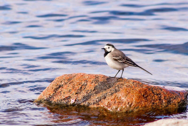 A Small Fast Bird, the Wagtail, Sits on a Large Boulder among the Water ...