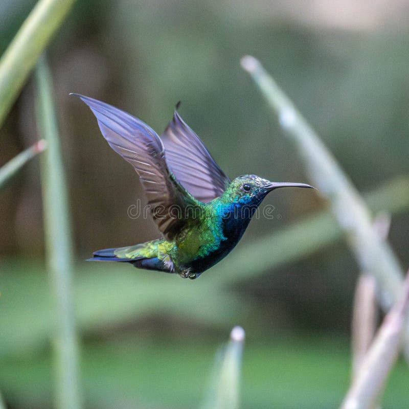 A Small and Fast Hummingbird Flying Stock Image - Image of branch ...