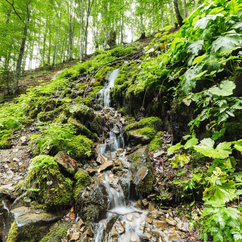 Small Fast Stream in Forest Stock Image - Image of river, close: 77759545