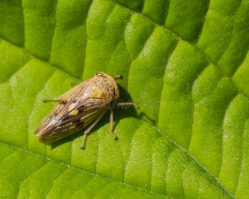 Small Fat Bug on a Green Leaf Stock Image - Image of leaf, beetle ...
