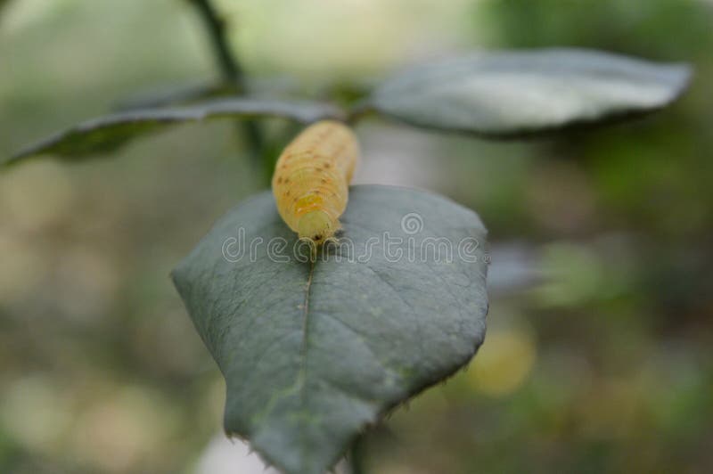 Small Fat Yellow Caterpillar Stock Image - Image of animal, blossom ...
