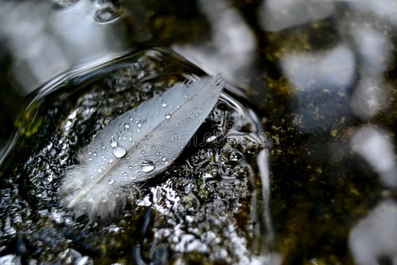 Small Feather stock photo. Image of bird, drops, earth - 98851486