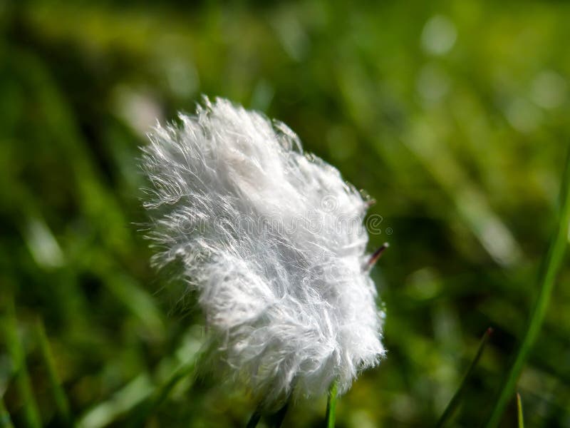 Small feather in grass stock photo. Image of flower - 182385090