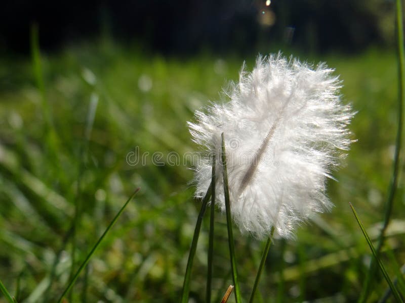 Small feather in grass stock image. Image of sunlight - 182385091