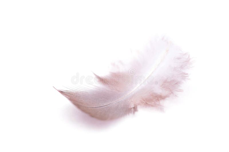 Small White Fluff Feather Isolated on Black Background Stock Image ...