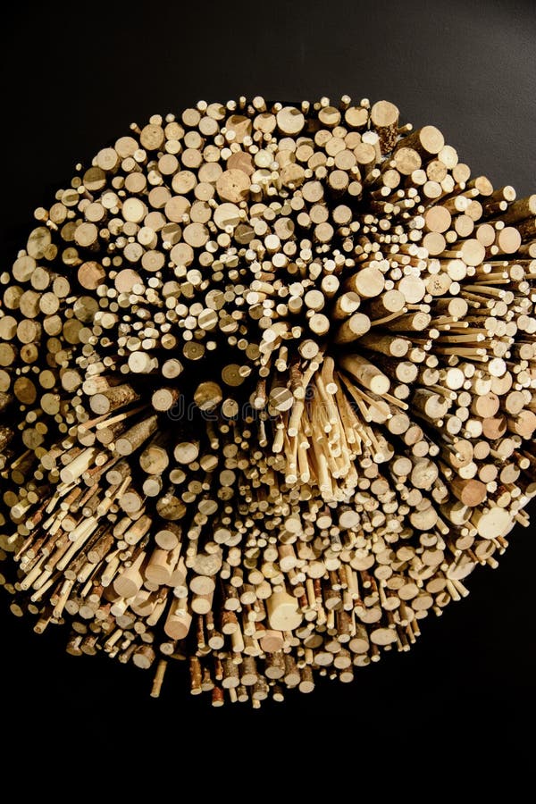 Small Felled Hemp, Branches are Exhibited Near a Different Height for ...