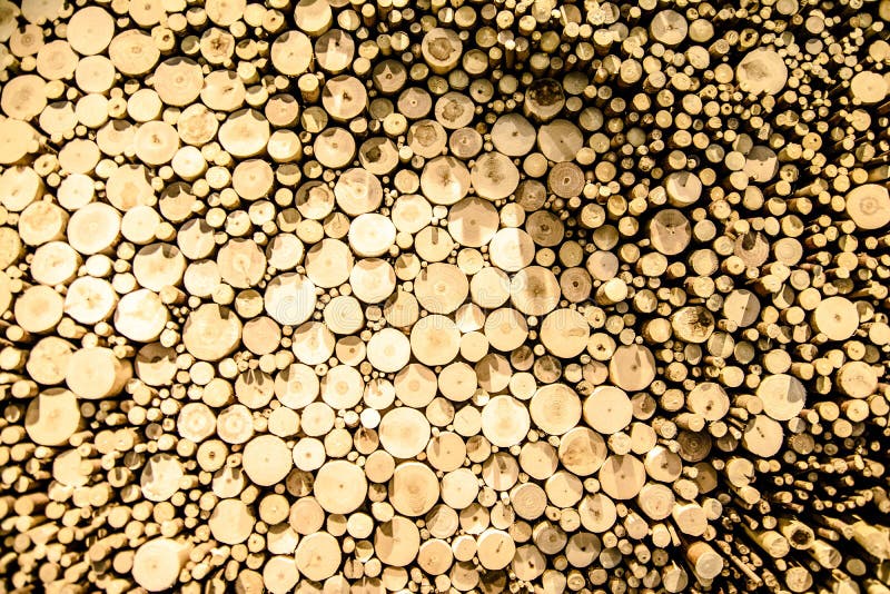 Small Felled Hemp, Branches are Exhibited Near a Different Height for ...