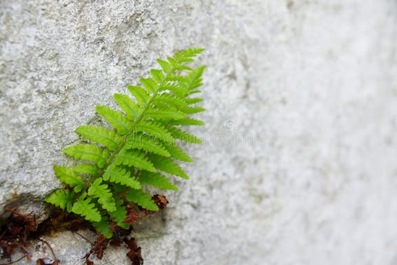 Small fern stock photo. Image of nature, fern, flora - 27256086